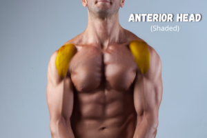 How to Bulk: Ultimate Guide for Skinny Guys (Updated 2023) – Brad Newton Fitness